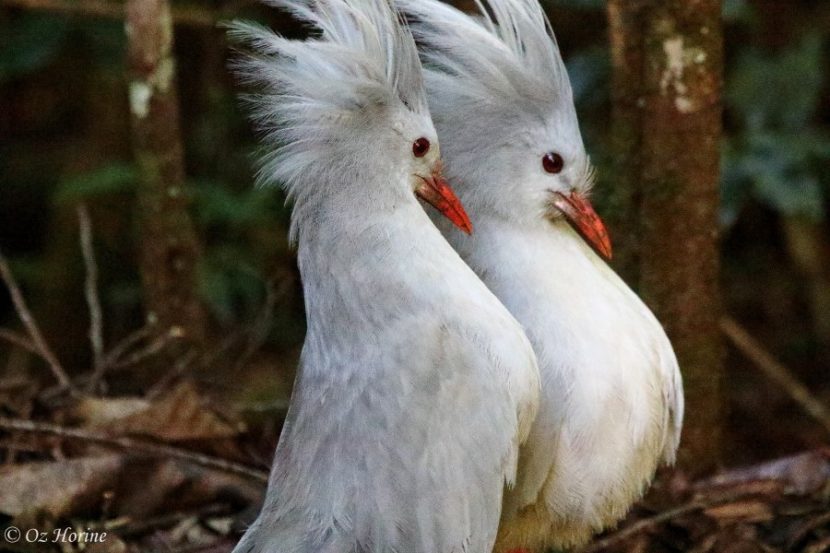Islands Endemic – Bird Families of the World