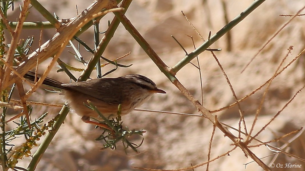 milestone 05 | Israel 1978 | families 47-61/250 – Bird Families of the ...