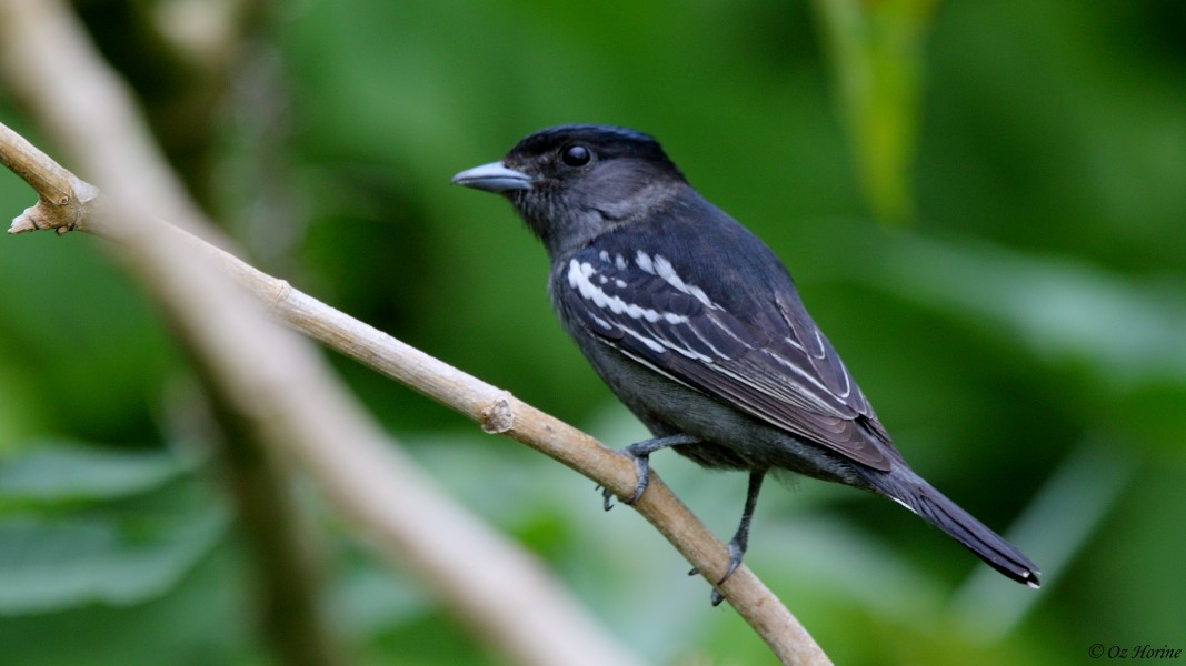 milestone 14 | Peru 2009 | families 124-131/250 – Bird Families of the ...