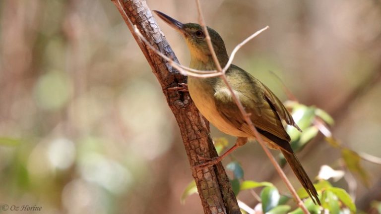 Islands Endemic – Bird Families of the World