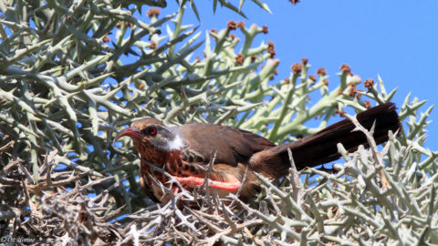Islands Endemic – Bird Families of the World