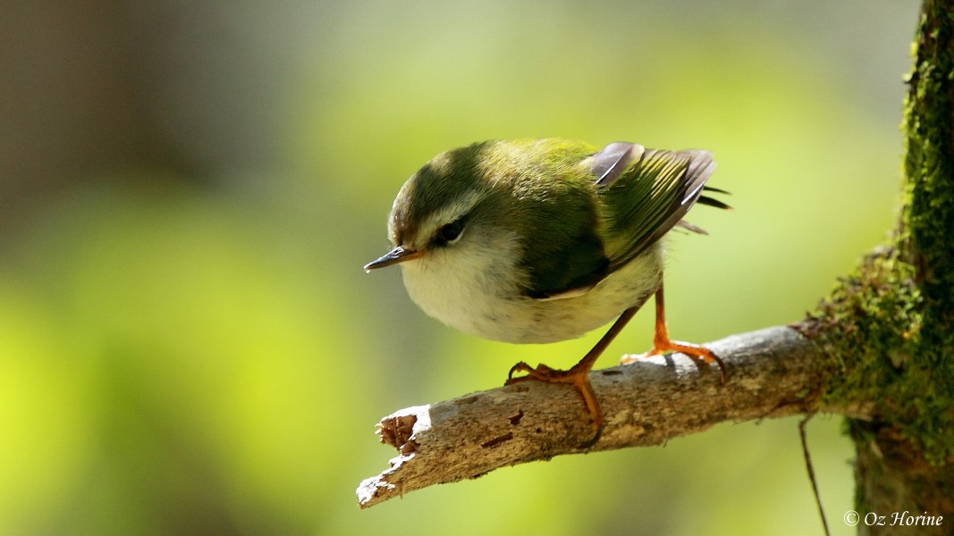 Account – Passeriformes01 – Bird Families of the World