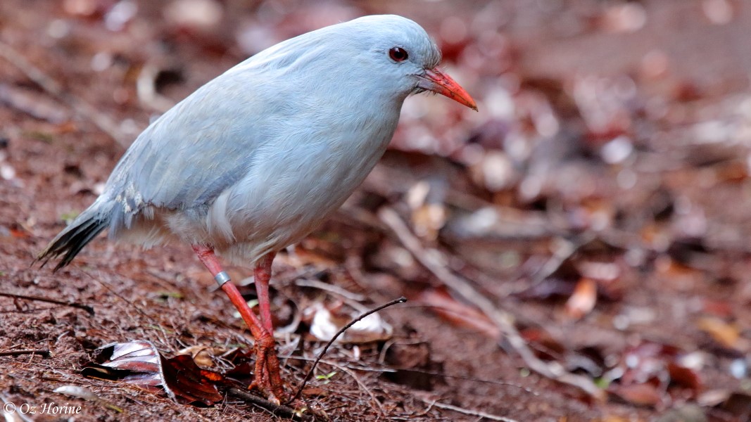 milestone 28 | New Caledonia 2017 | family 215/250 – Bird Families of ...