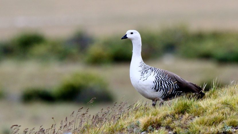 Account – Anseriformes – Bird Families of the World