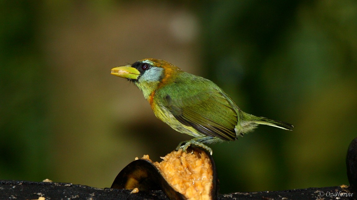 milestone 33 | Ecuador 2019 | families 229-232/250 – Bird Families of ...
