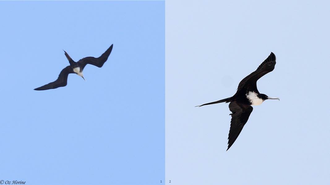 Account – Ciconiiformes – Pelecaniformes – Bird Families of the World