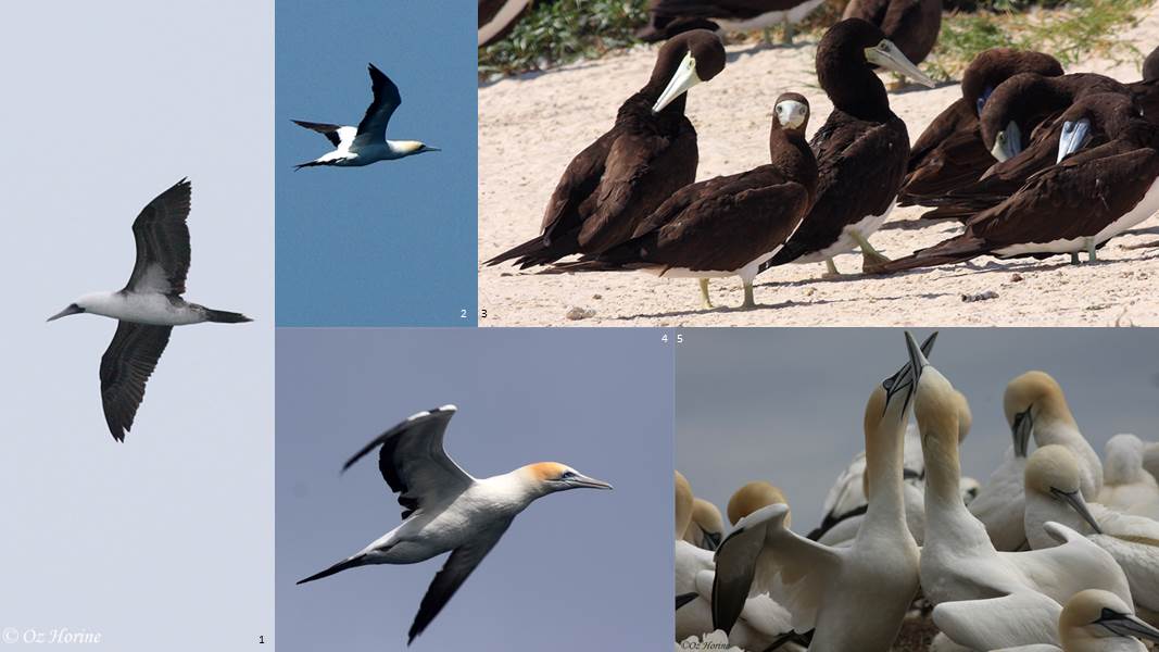 Account – Ciconiiformes – Pelecaniformes – Bird Families of the World