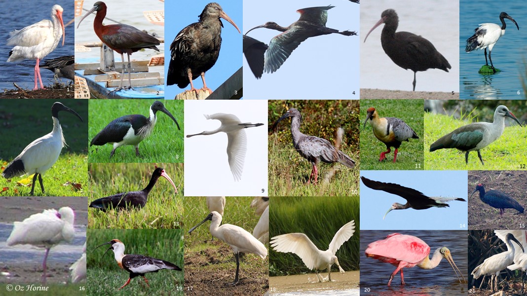 Account – Ciconiiformes – Pelecaniformes – Bird Families of the World