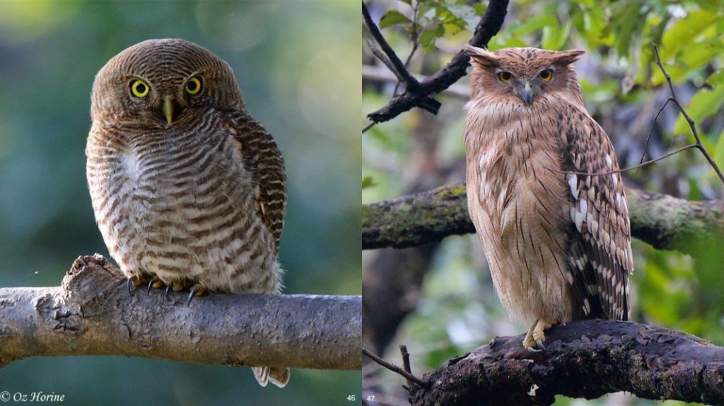 Account – Cathartiformes – Strigiformes – Bird Families of the World