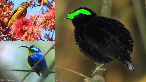 Account – Passeriformes01 – Bird Families of the World