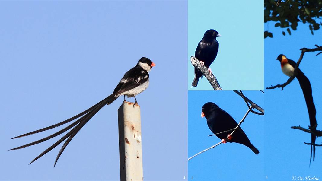 zzz-Account – Passeriformes07-old – Bird Families of the World
