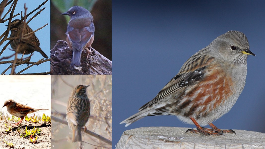 zzz-Account – Passeriformes07-old – Bird Families of the World