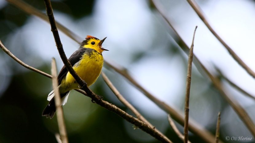 Account – Passeriformes08 – Bird Families of the World