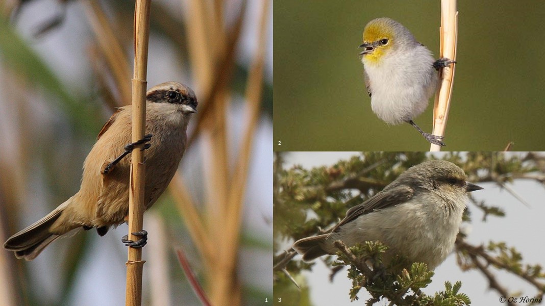 Account – Passeriformes05 – Bird Families of the World