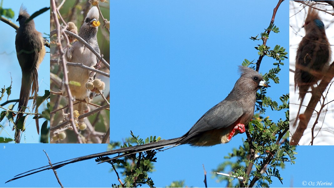 Account – Coliiformes – Bucerotiformes – Bird Families of the World