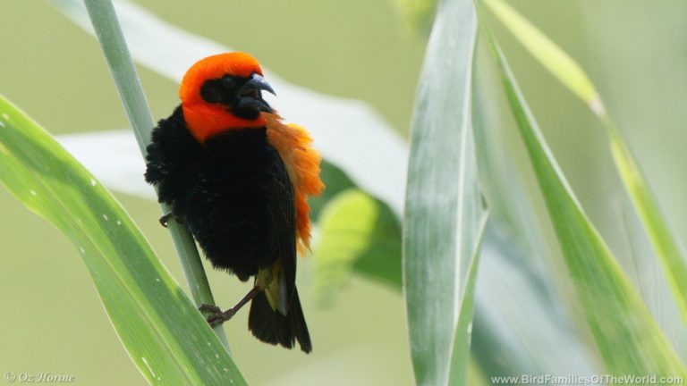 Account – Passeriformes07 – Bird Families of the World