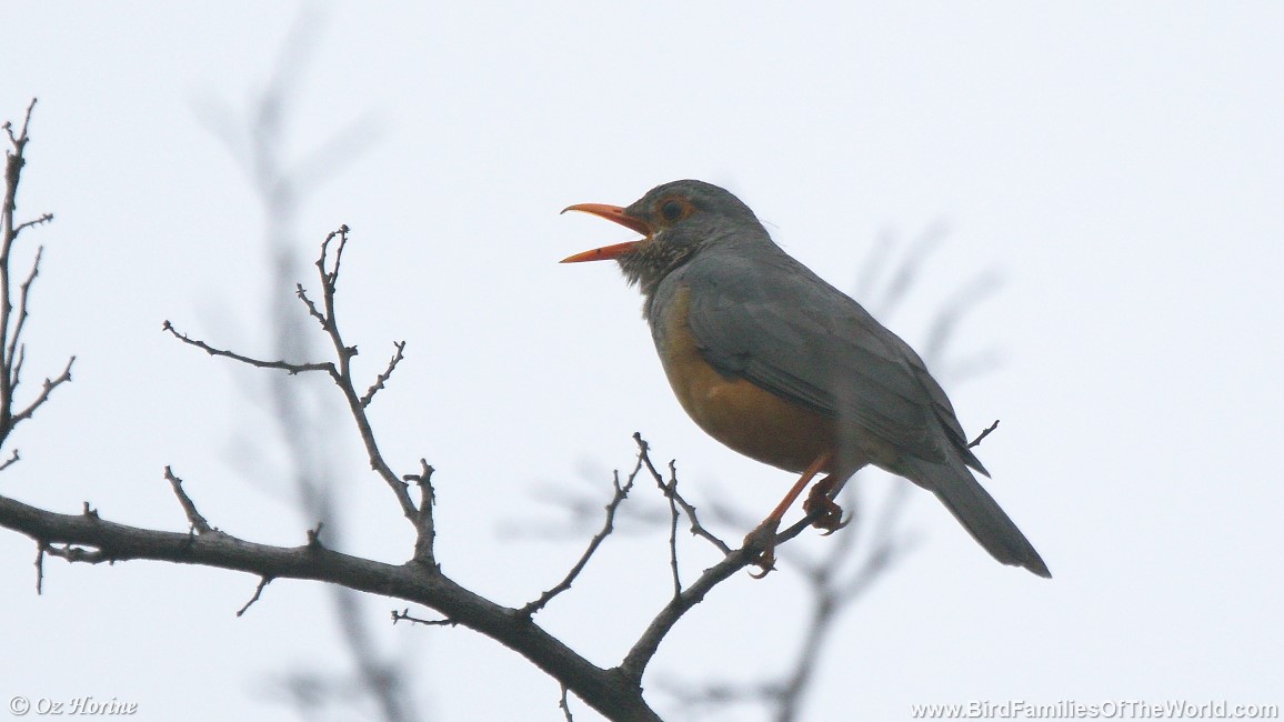 Account – Passeriformes06 – Bird Families of the World