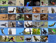 Orders – Bird Families of the World