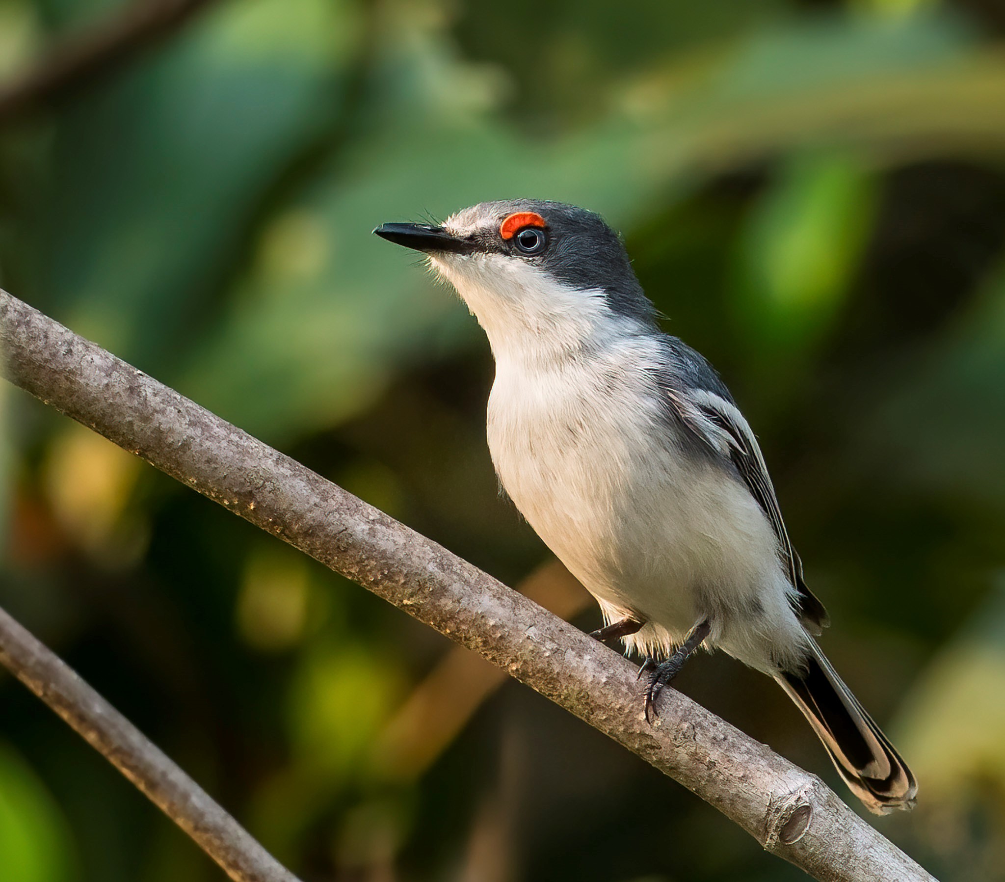 eBird Global Big Day – Bird Families of the World