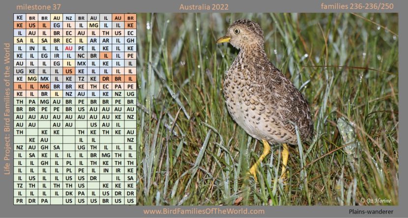 milestone 37 | Australia 2022 | family 236/250 – Bird Families of the World