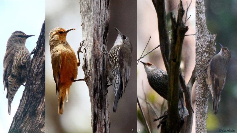 Account – Passeriformes02 – Bird Families of the World