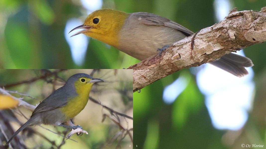 Account – Passeriformes08 – Bird Families of the World