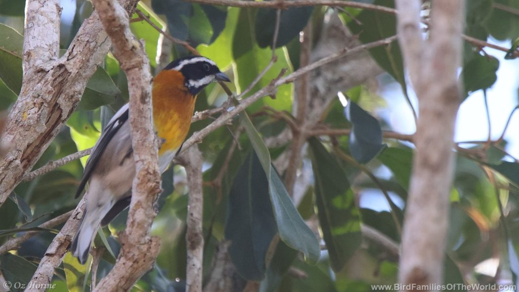 Islands Endemic – Bird Families of the World