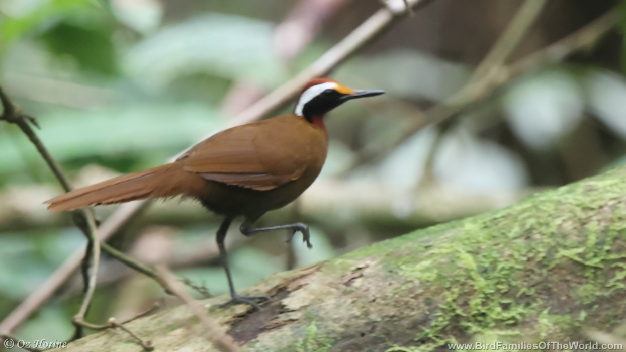 Account – Passeriformes04 – Bird Families of the World