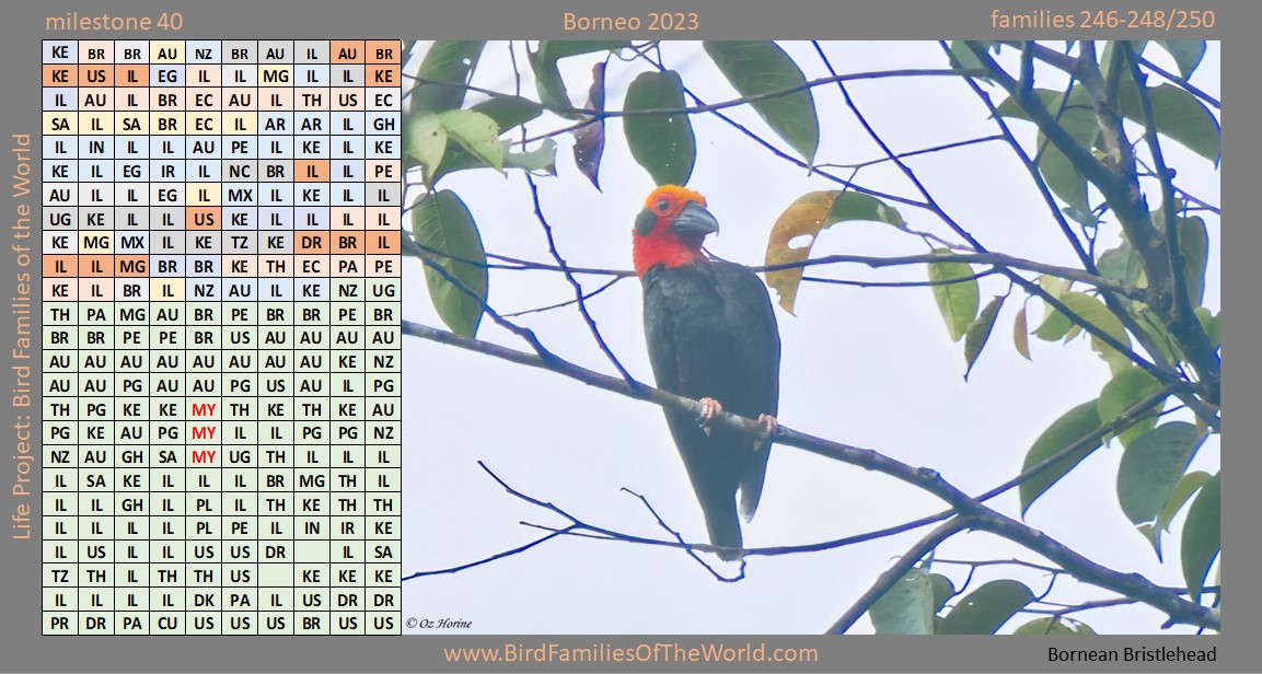 Bird Families of the World – birding around the globe in an eggshell