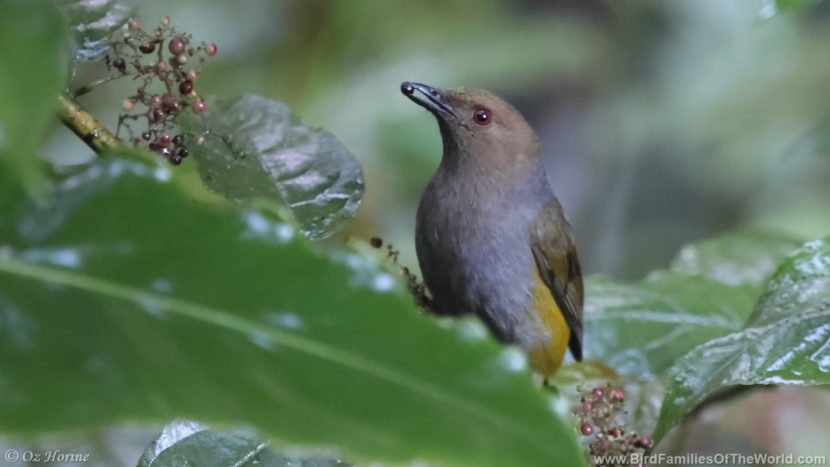 Islands Endemic – Bird Families of the World