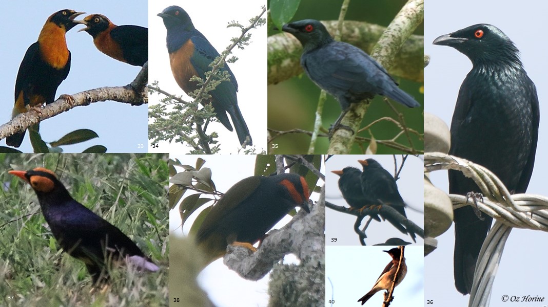 Account – Passeriformes06 – Bird Families of the World