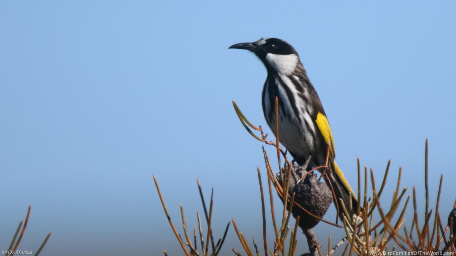 Big Zigzag Birding – Bird Families of the World