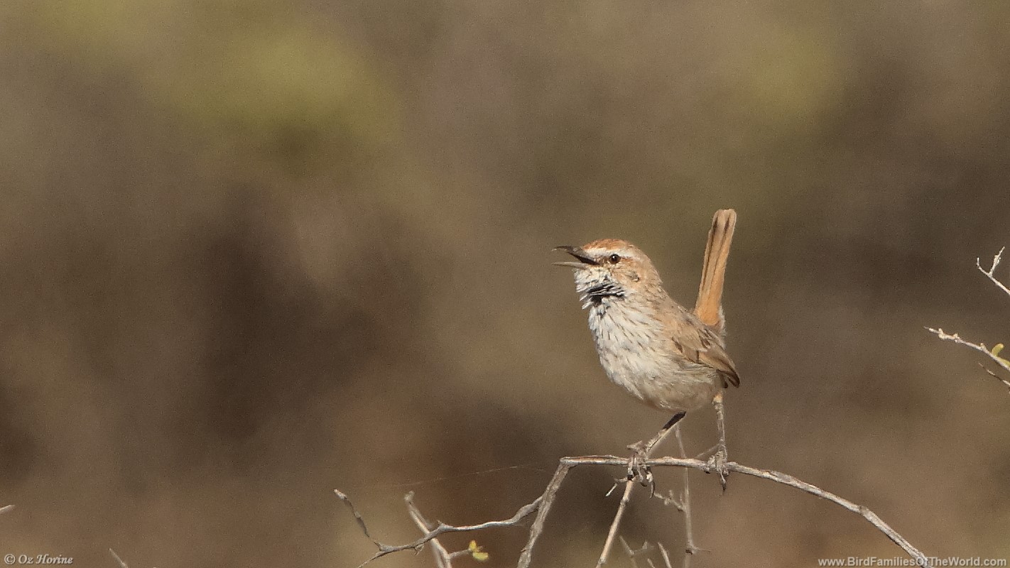 Queensland – Bird Families of the World