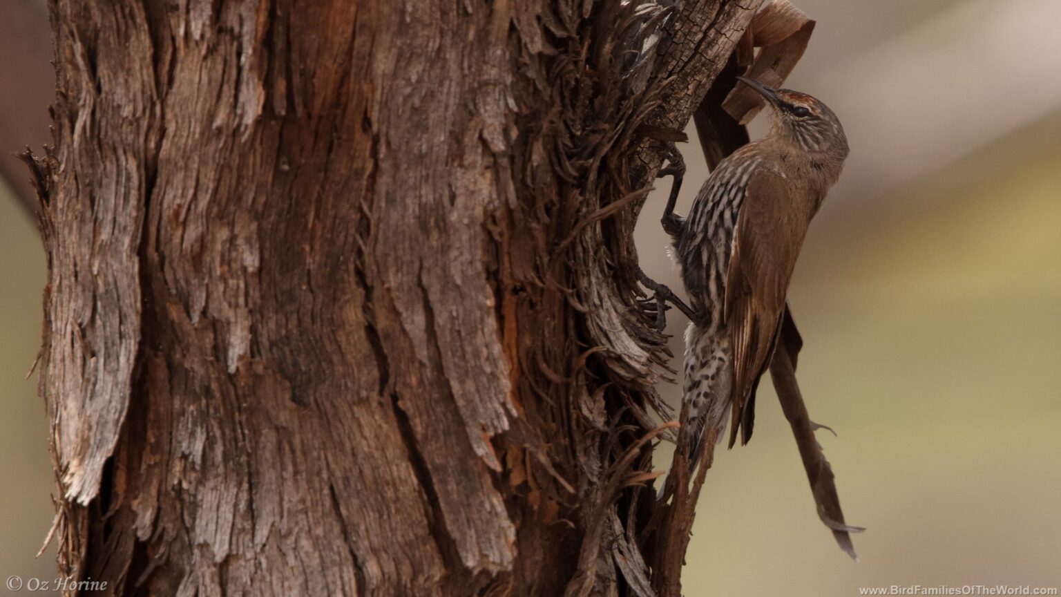 Account – Passeriformes02 – Bird Families of the World