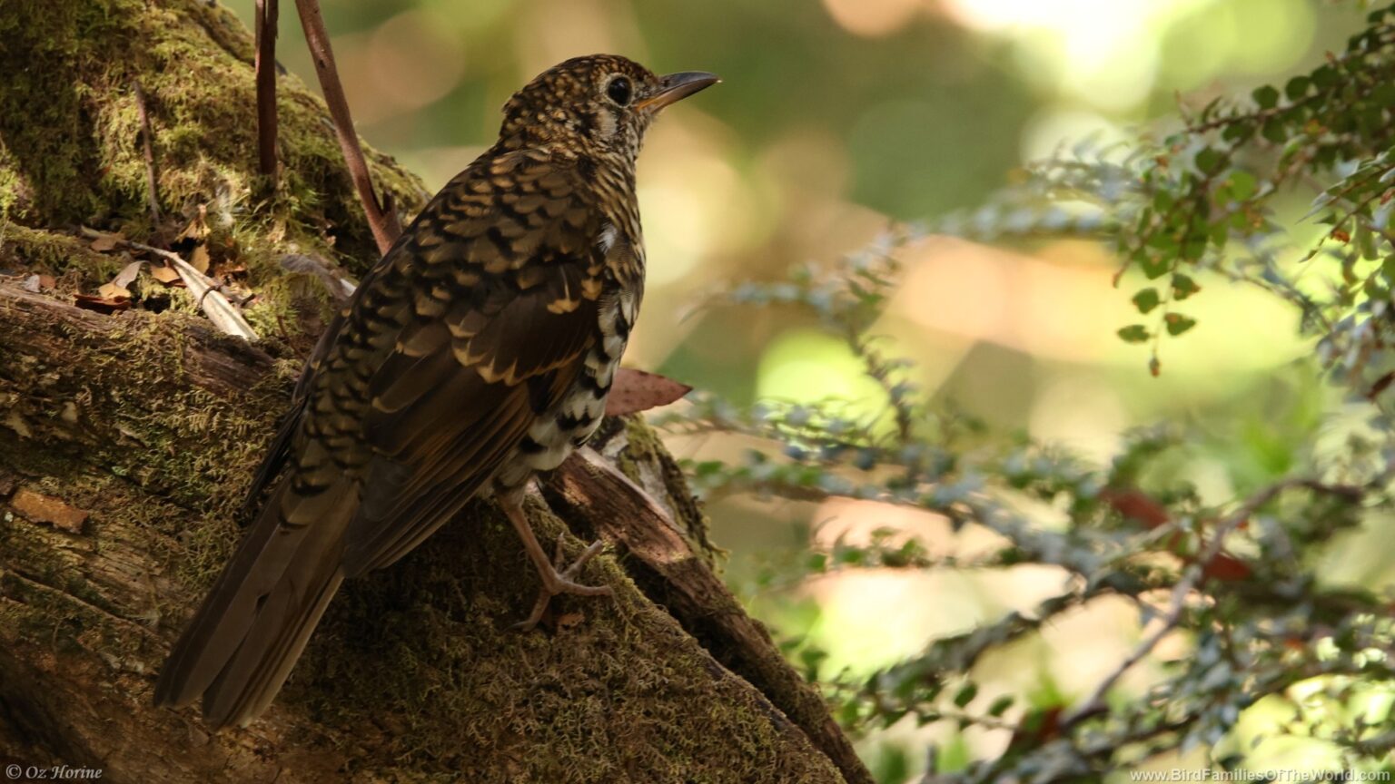Tasmania – Bird Families of the World