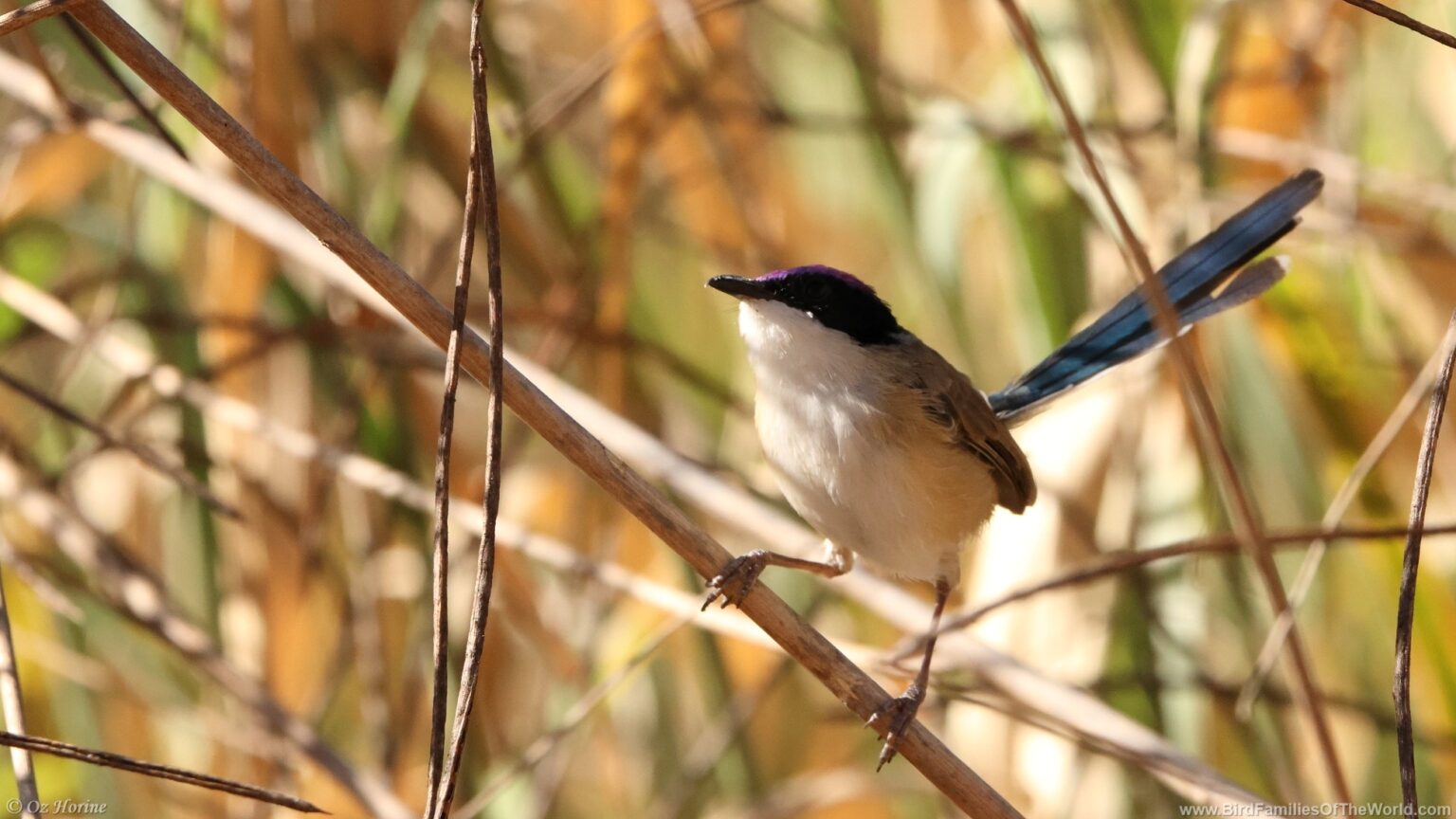 Northern Territory – Bird Families of the World