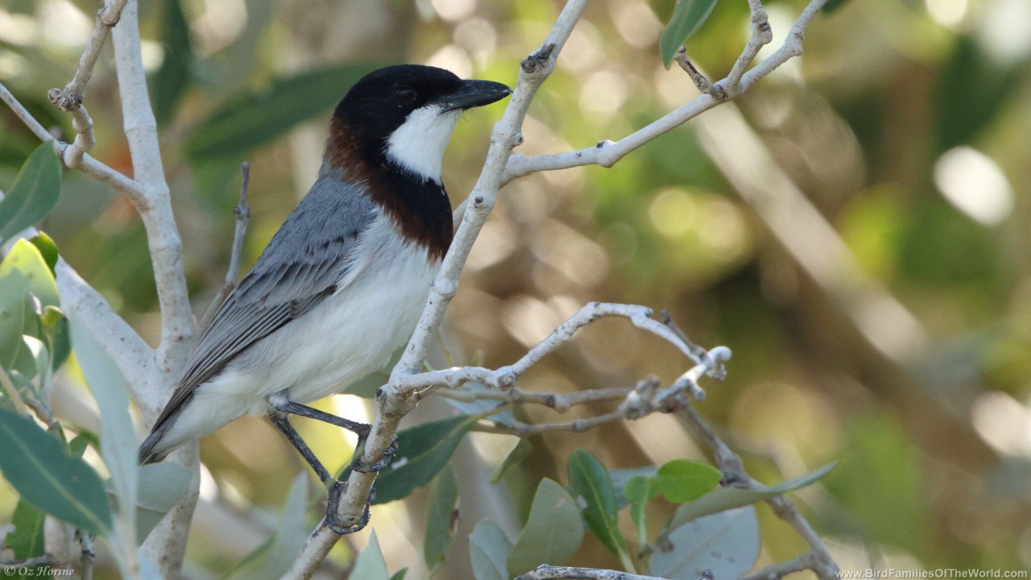 week 048 | around Broome | trip list 541 – 545 – Bird Families of the World
