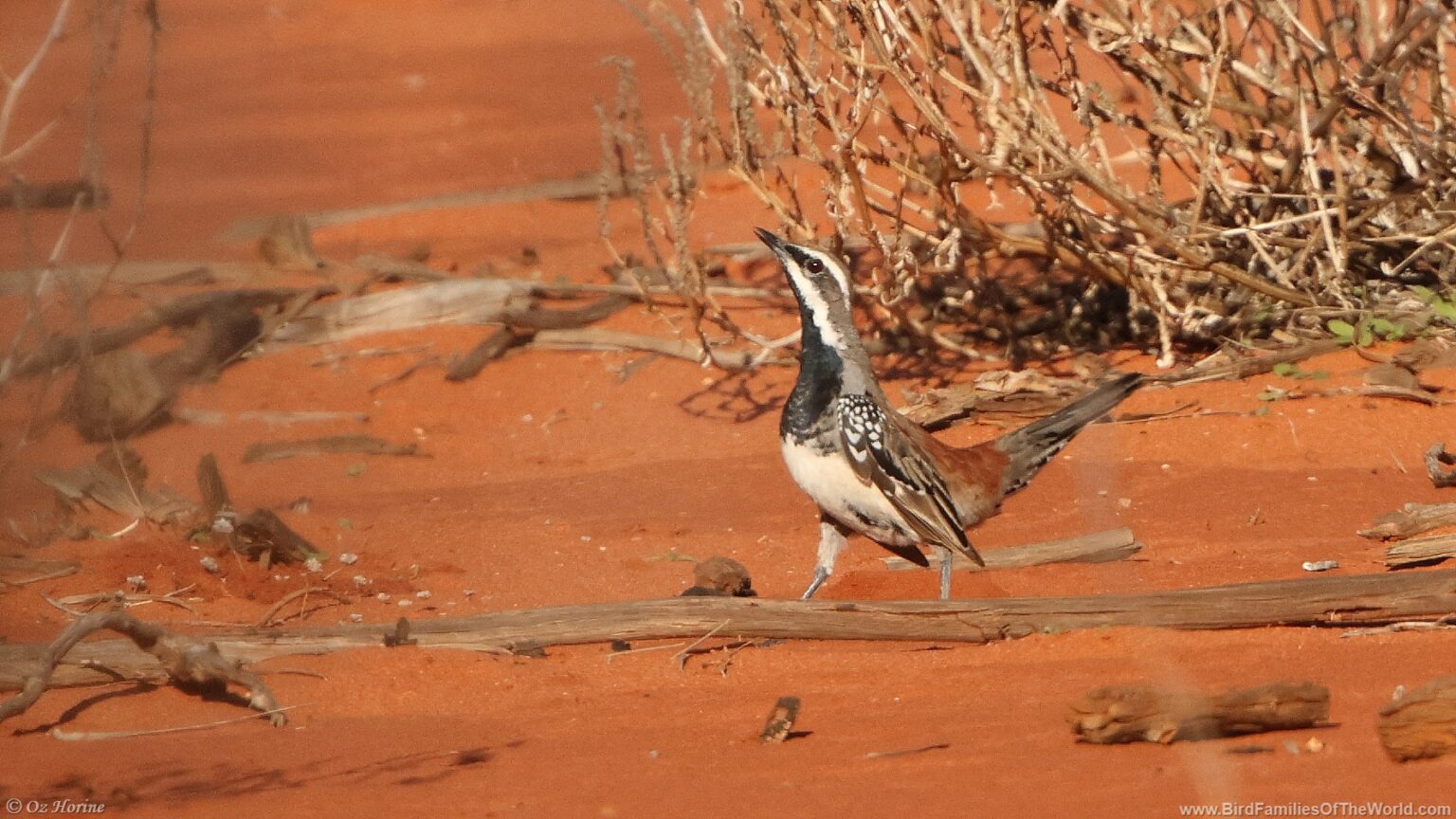 Account – Passeriformes03 – Bird Families of the World
