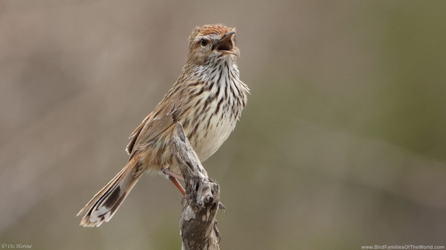 week 052 | Kalbarri & Pinnacle Desert | trip list 561 – 563 – Bird ...