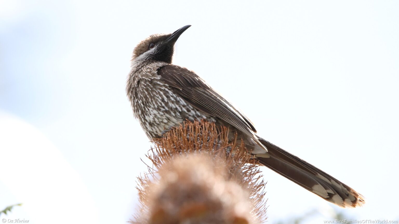 Western Australia – Bird Families of the World