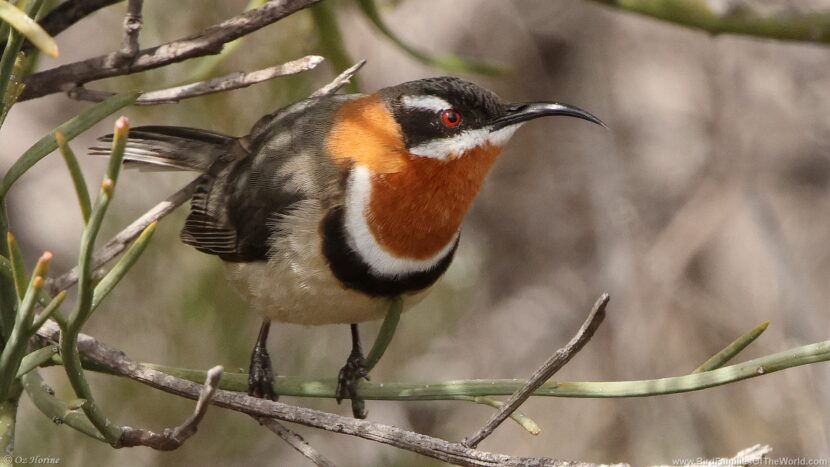 Western Australia – Bird Families of the World