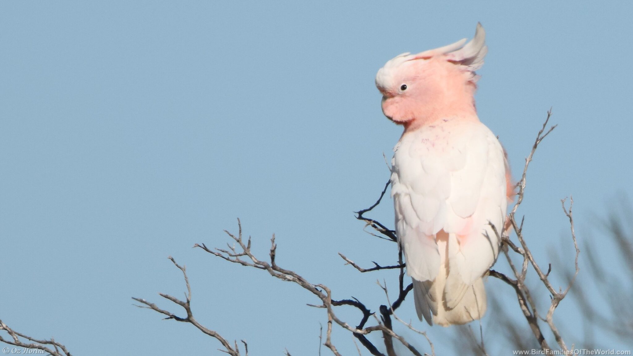 Western Australia – Bird Families of the World